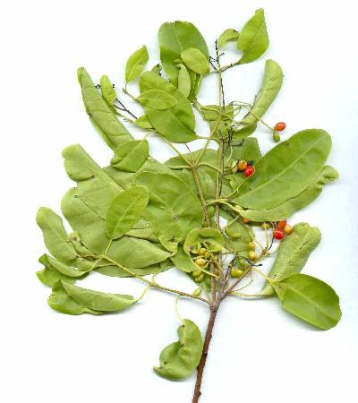 Guapira discolor / Cabbage Tree